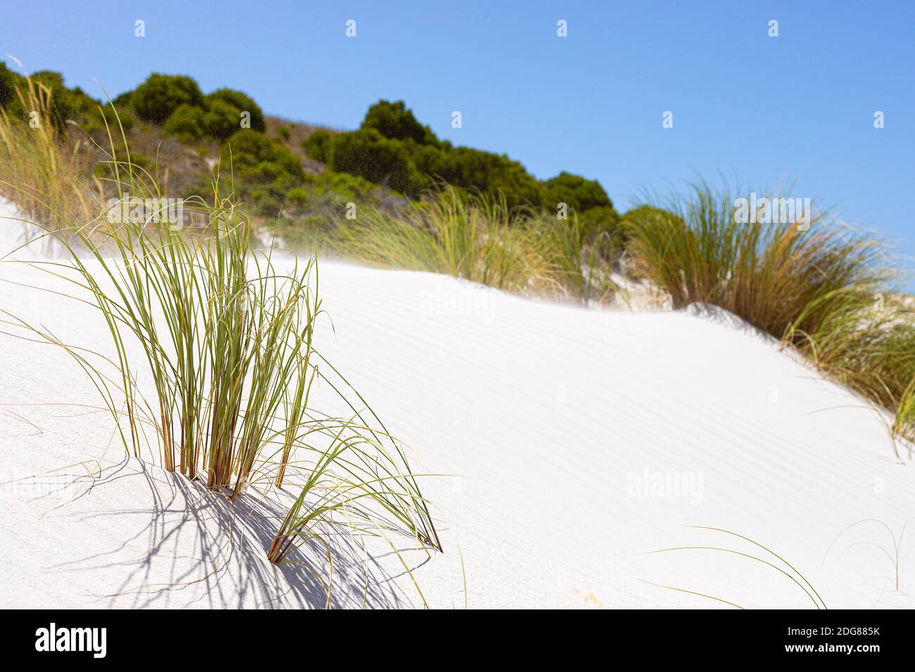 Coastal sand dune landscape with Fynbos and wild grasses of Fish Hoek ...