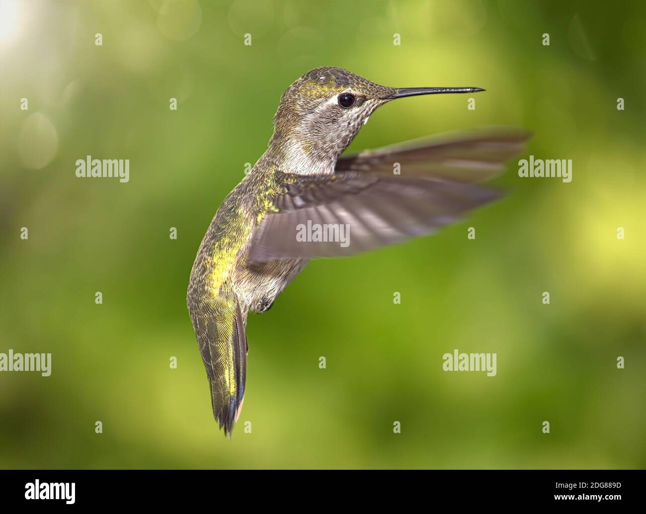 Hummingbird in Flight Stock Photo - Alamy