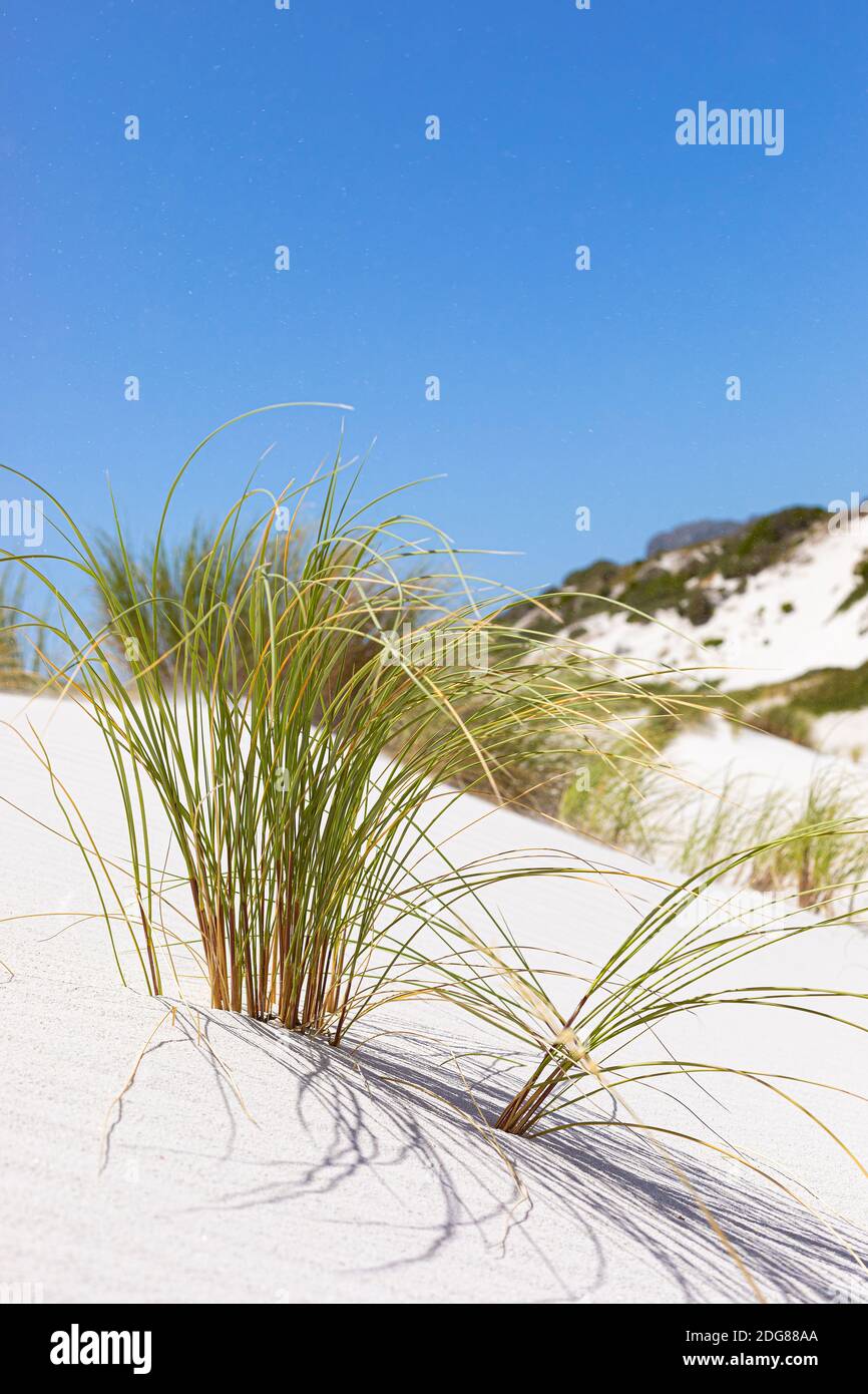 Coastal sand dune landscape with Fynbos and wild grasses of Fish Hoek ...