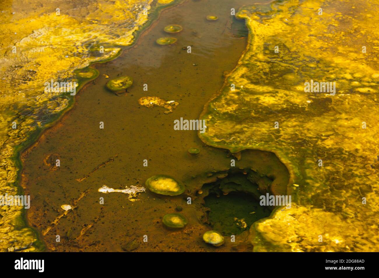 Water temperature determines the color of the cyanobacteria able to ...