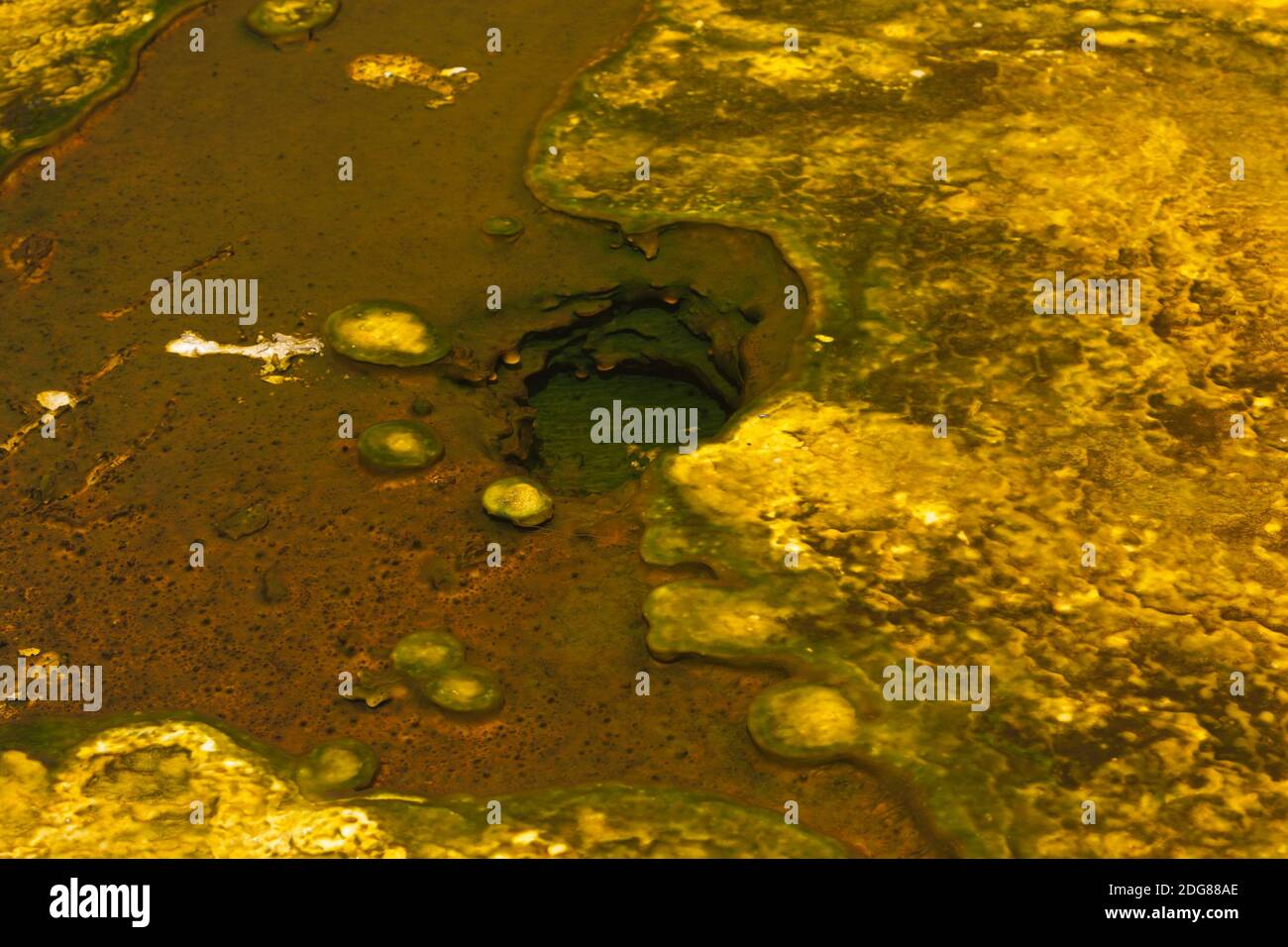 Water temperature determines the color of the cyanobacteria able to ...