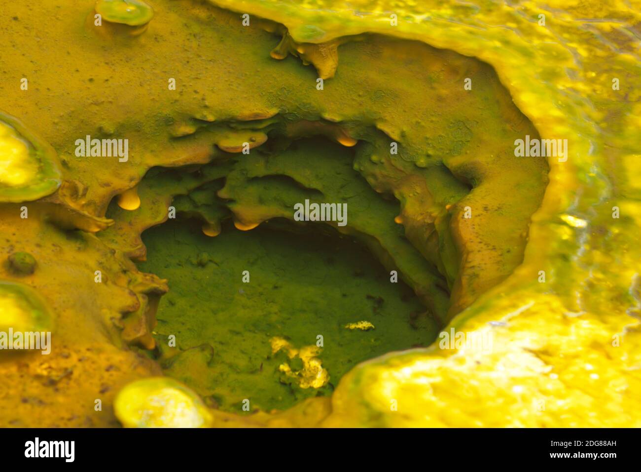 Water temperature determines the color of the cyanobacteria able to ...