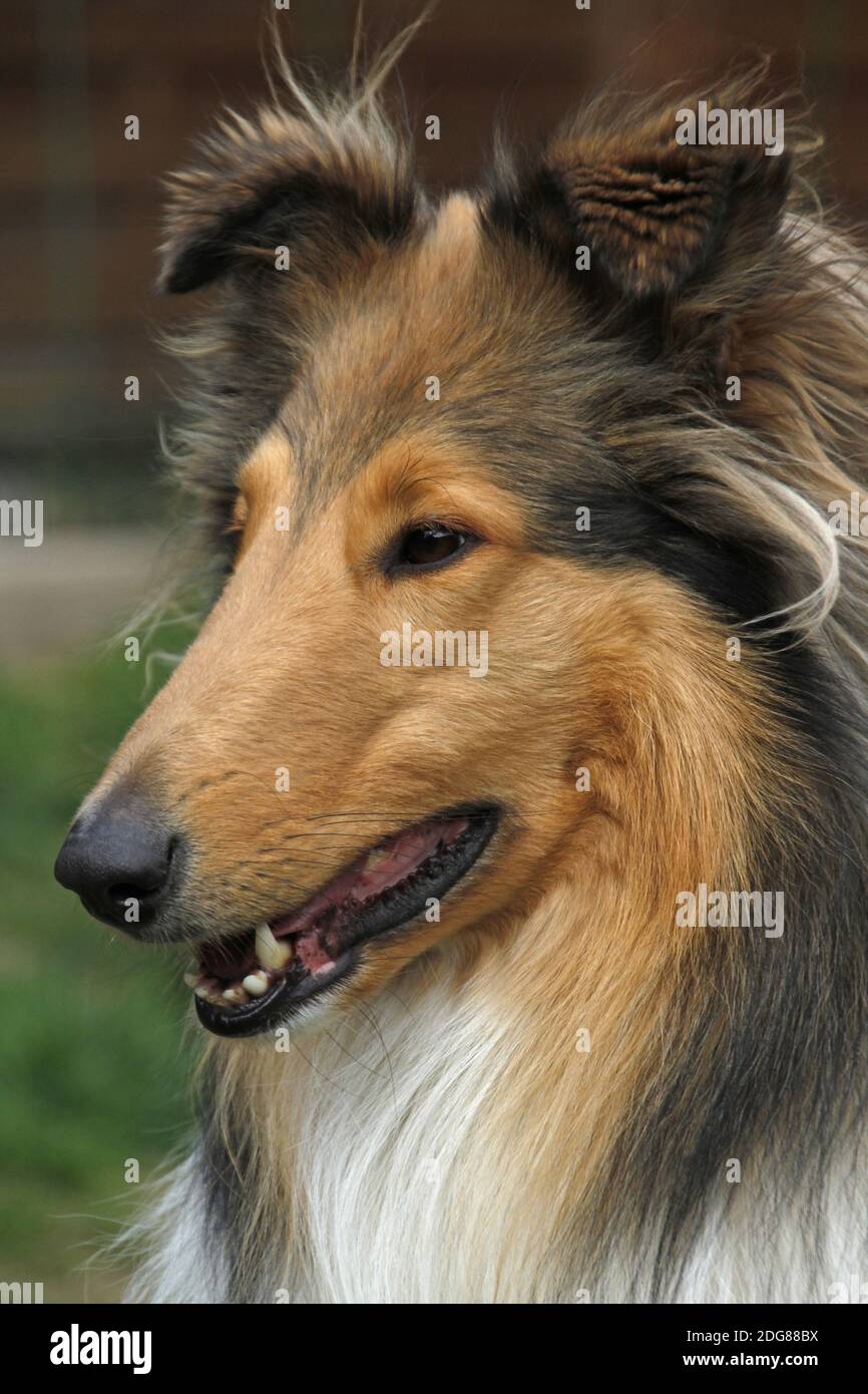Langhaarcollie High Resolution Stock Photography and Images - Alamy