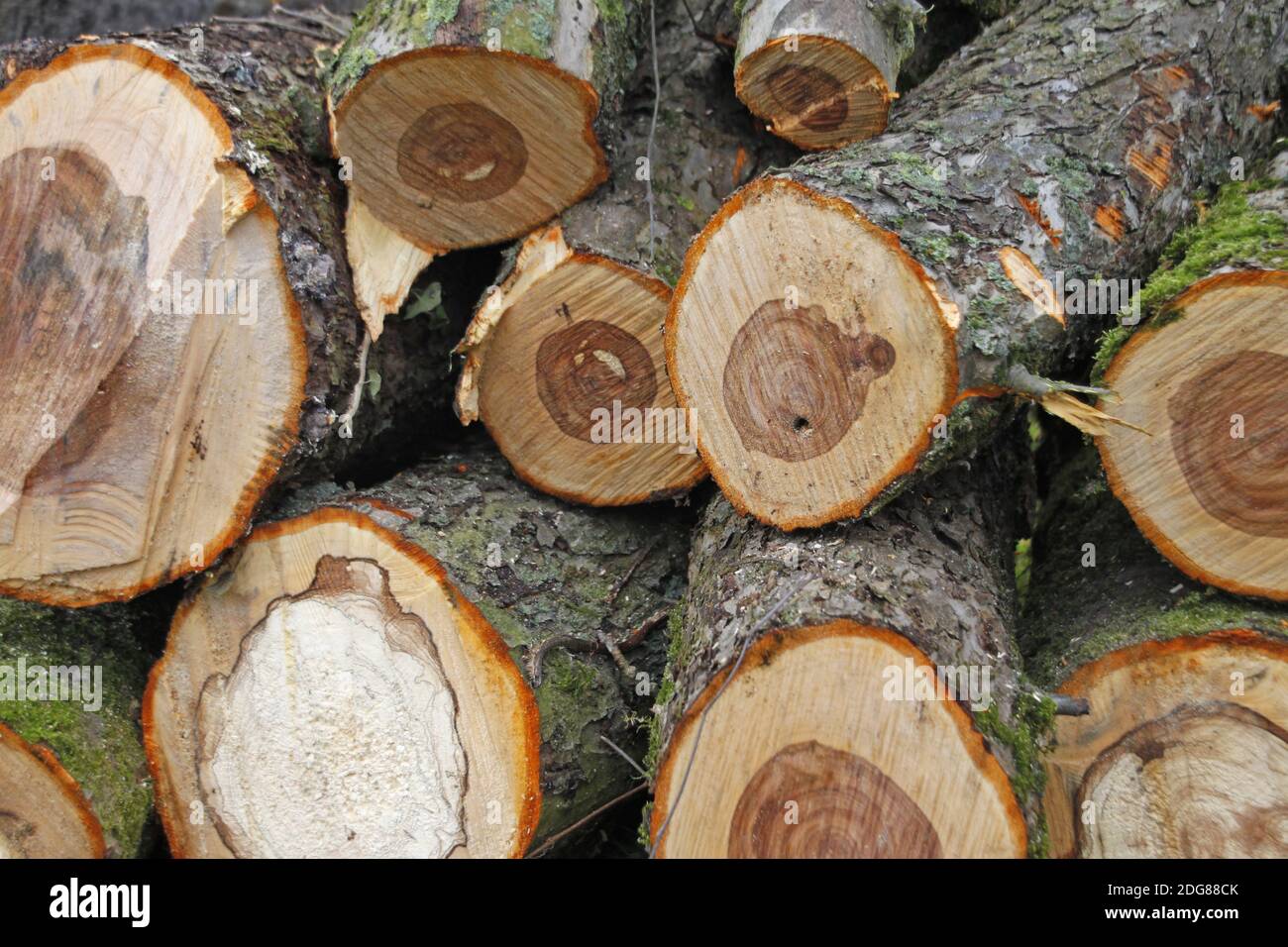 Sick tree hi-res stock photography and images - Alamy
