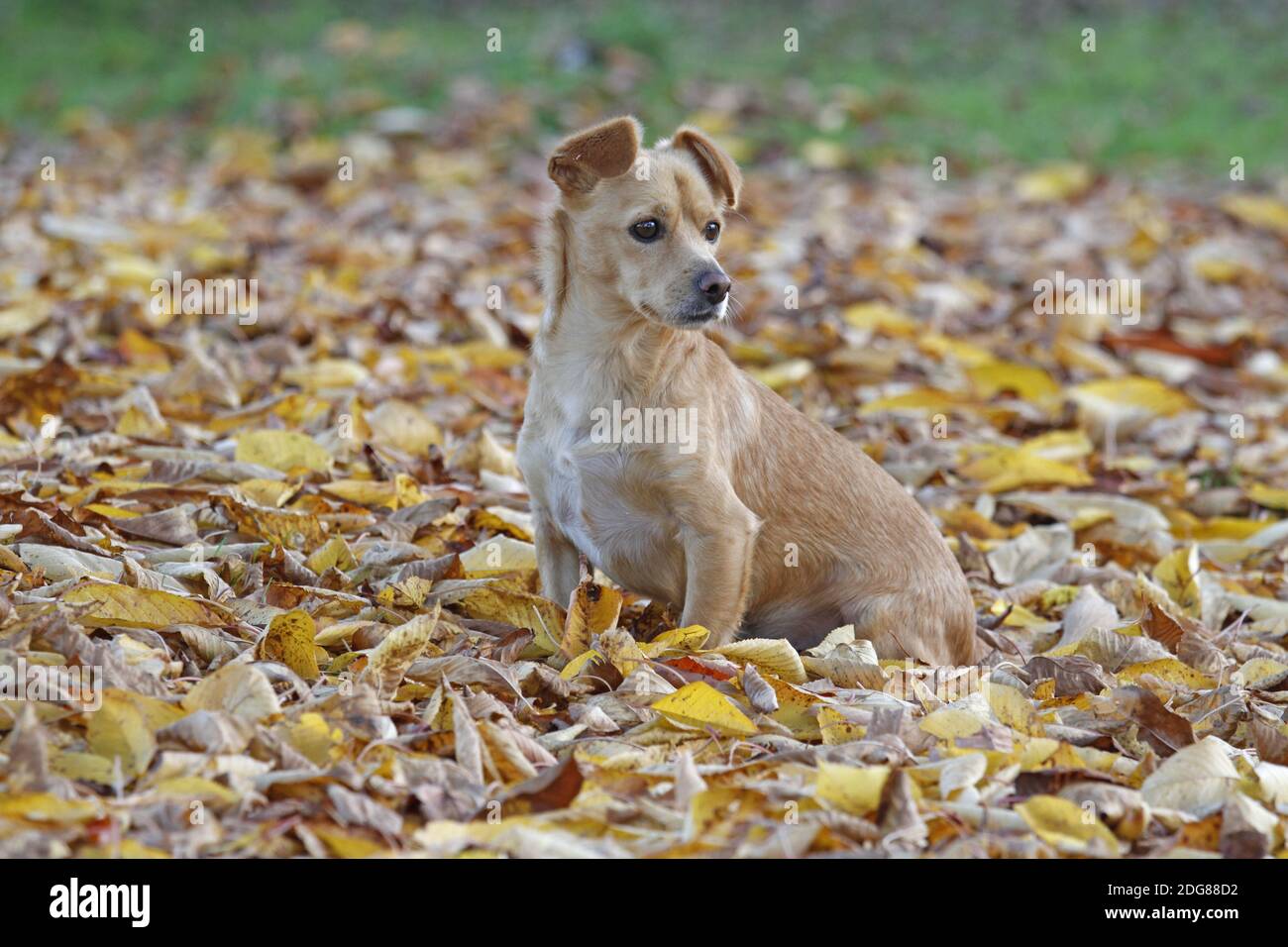 Podenco maneto hi-res stock photography and images - Alamy