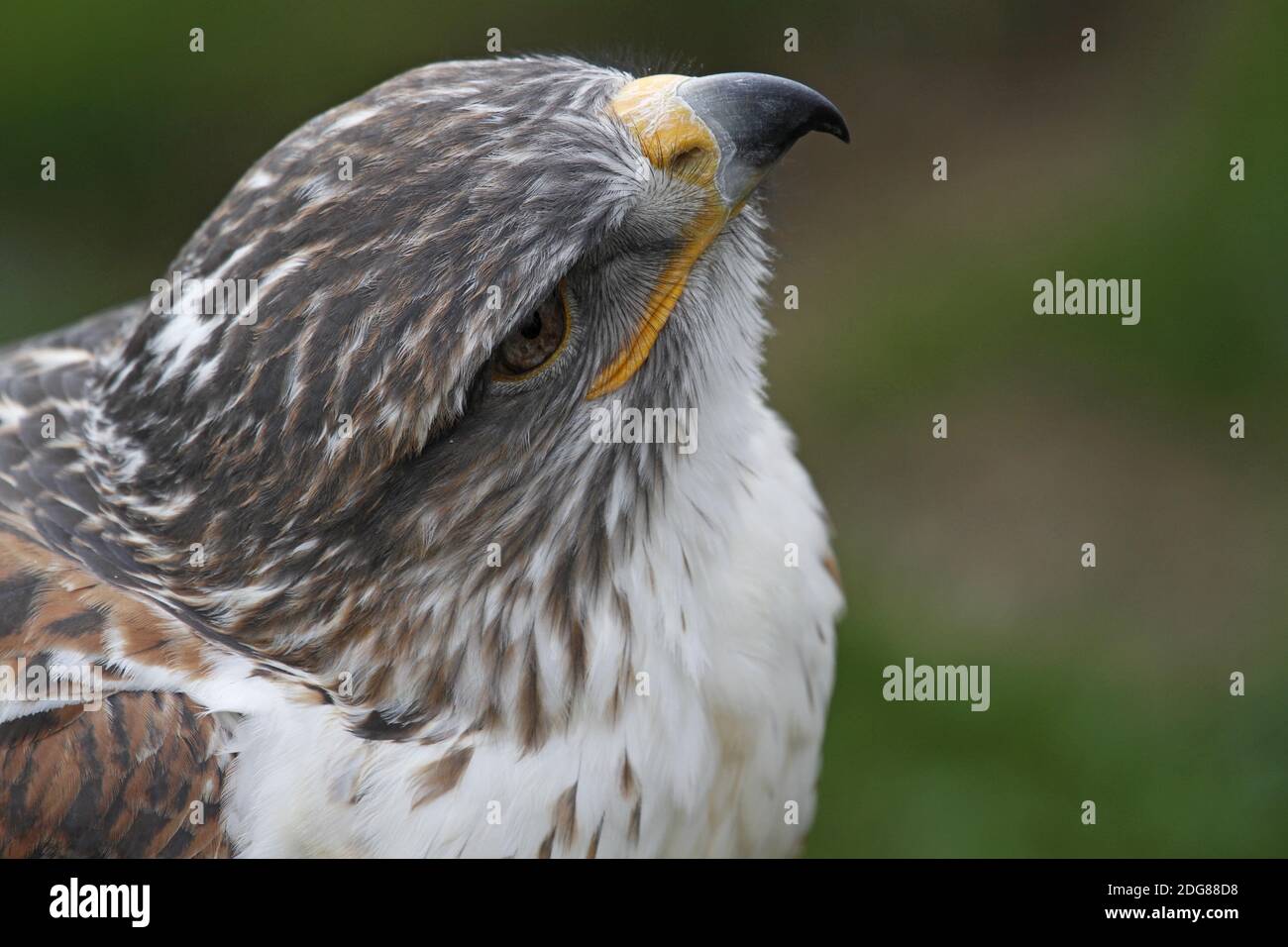 Rough legged buzzard hi-res stock photography and images - Alamy