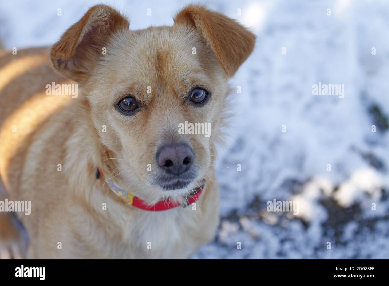 Podenco maneto hi-res stock photography and images - Alamy