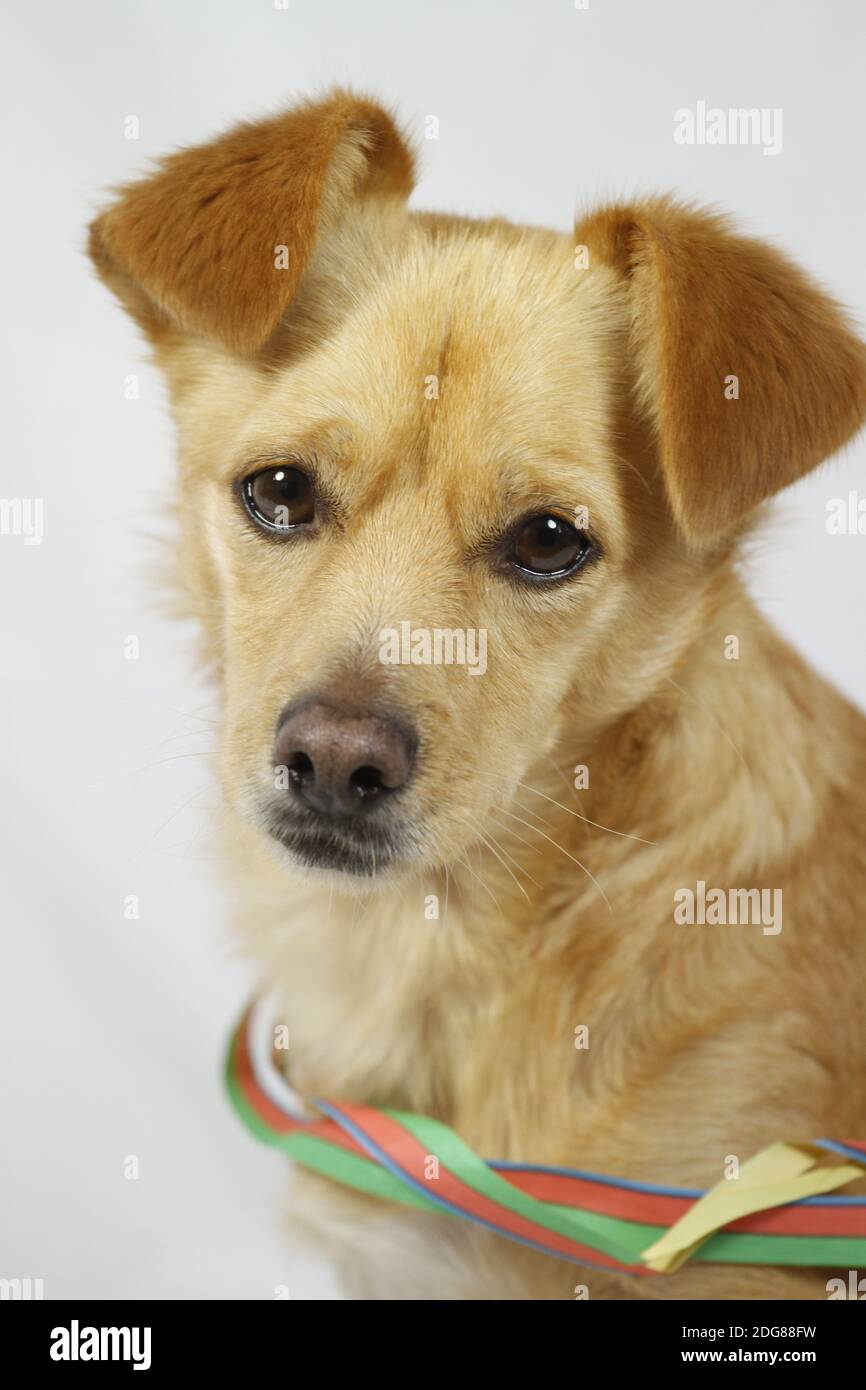 Little dog with streamers Stock Photo - Alamy