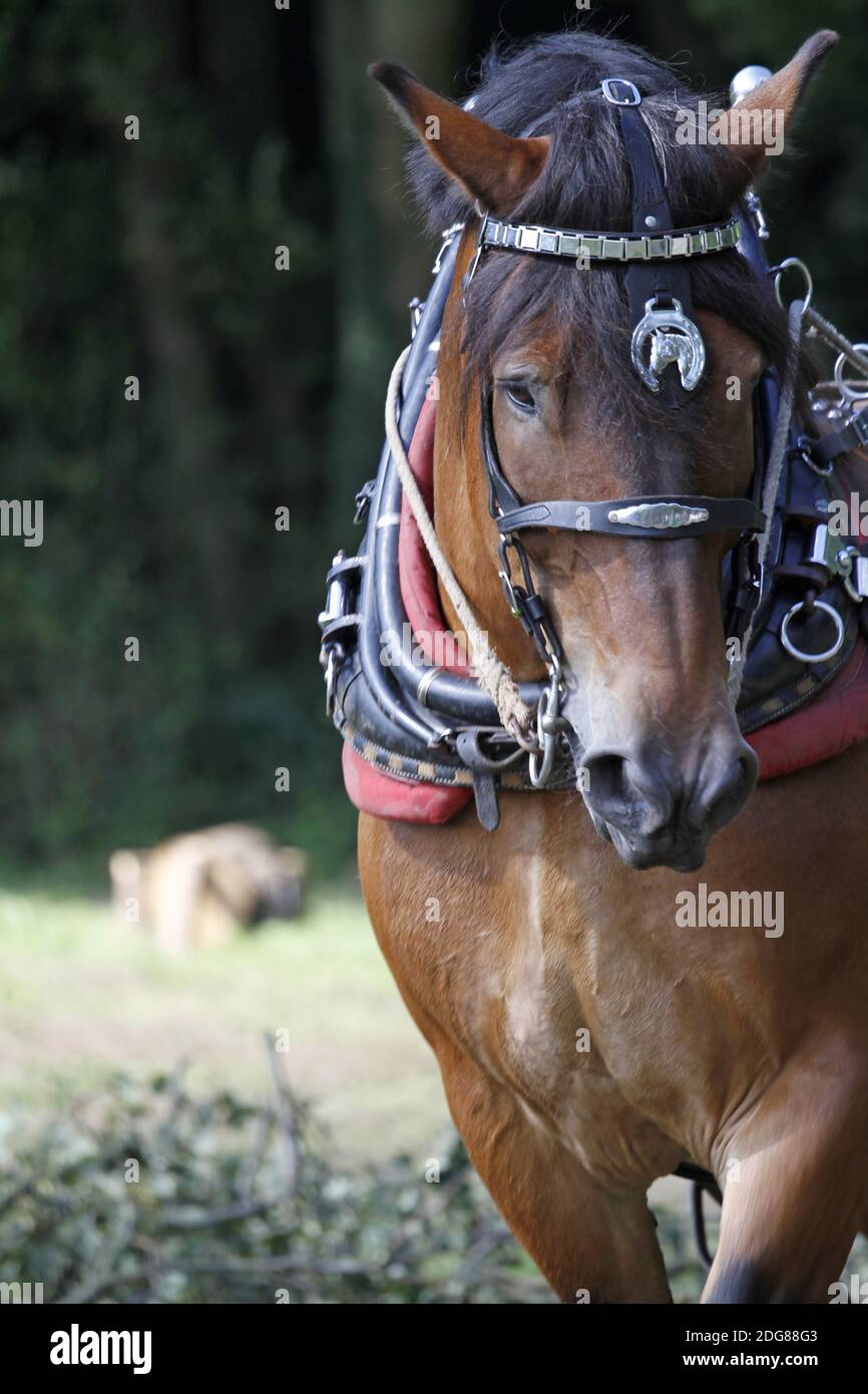 Cold blood hi-res stock photography and images - Alamy