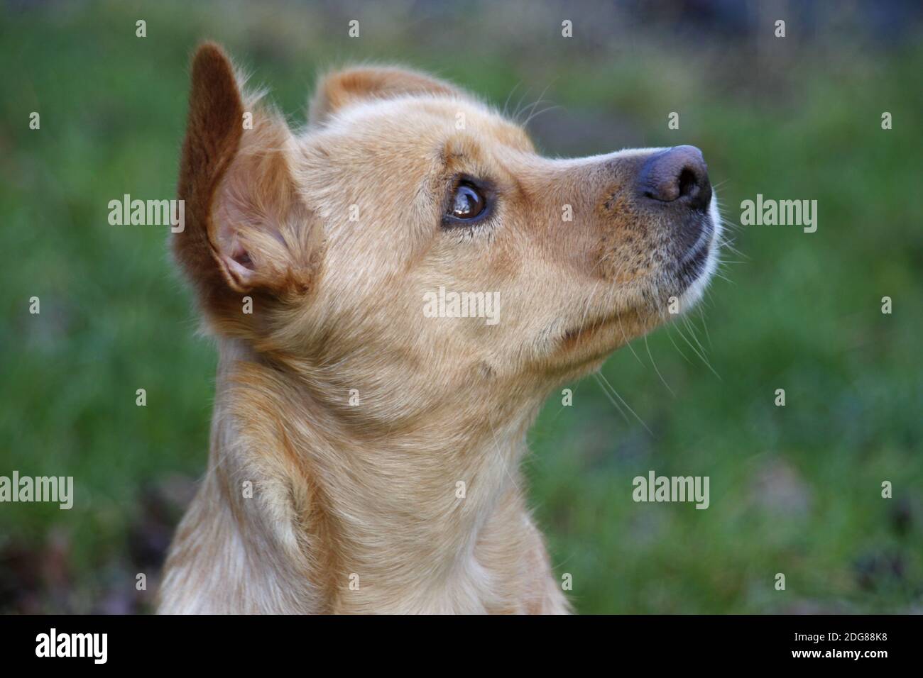 Podenco maneto hi-res stock photography and images - Alamy