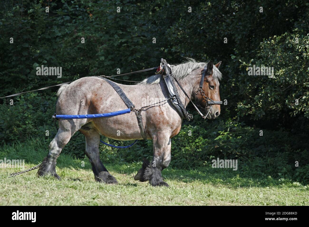 Cold blooded horse hi-res stock photography and images - Alamy