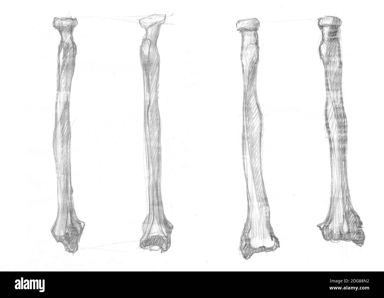 Four views of radius Stock Photo - Alamy