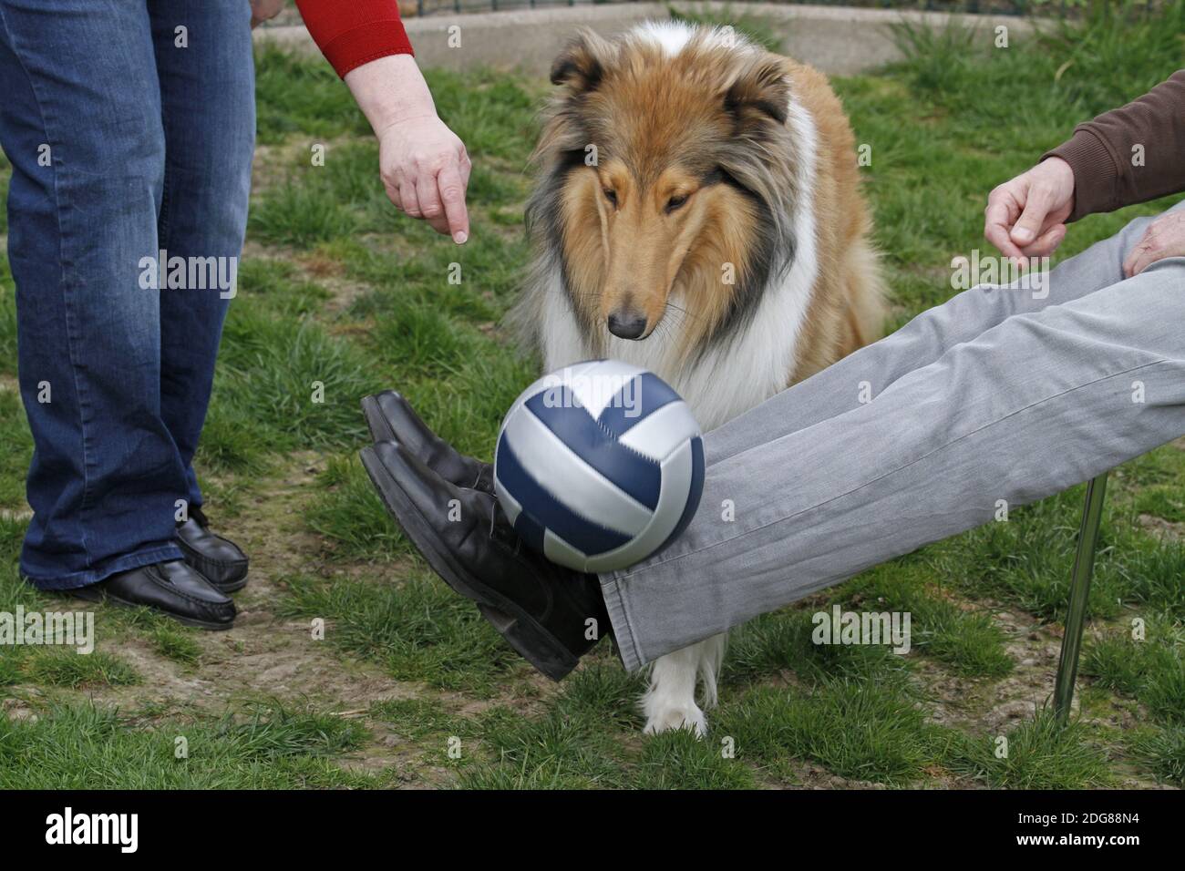 Therapy dog at work Stock Photo - Alamy