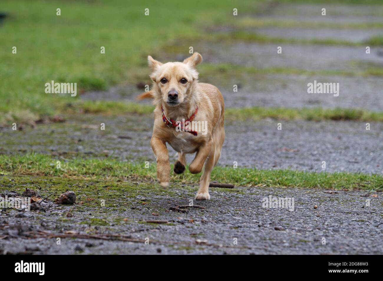 Running Maneto Mix Stock Photo - Alamy