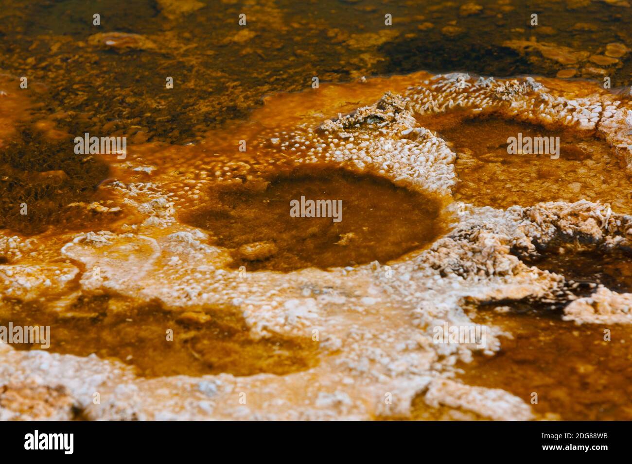 In the runoff area of tortoise shell spring a buffalo hoof print in the ...