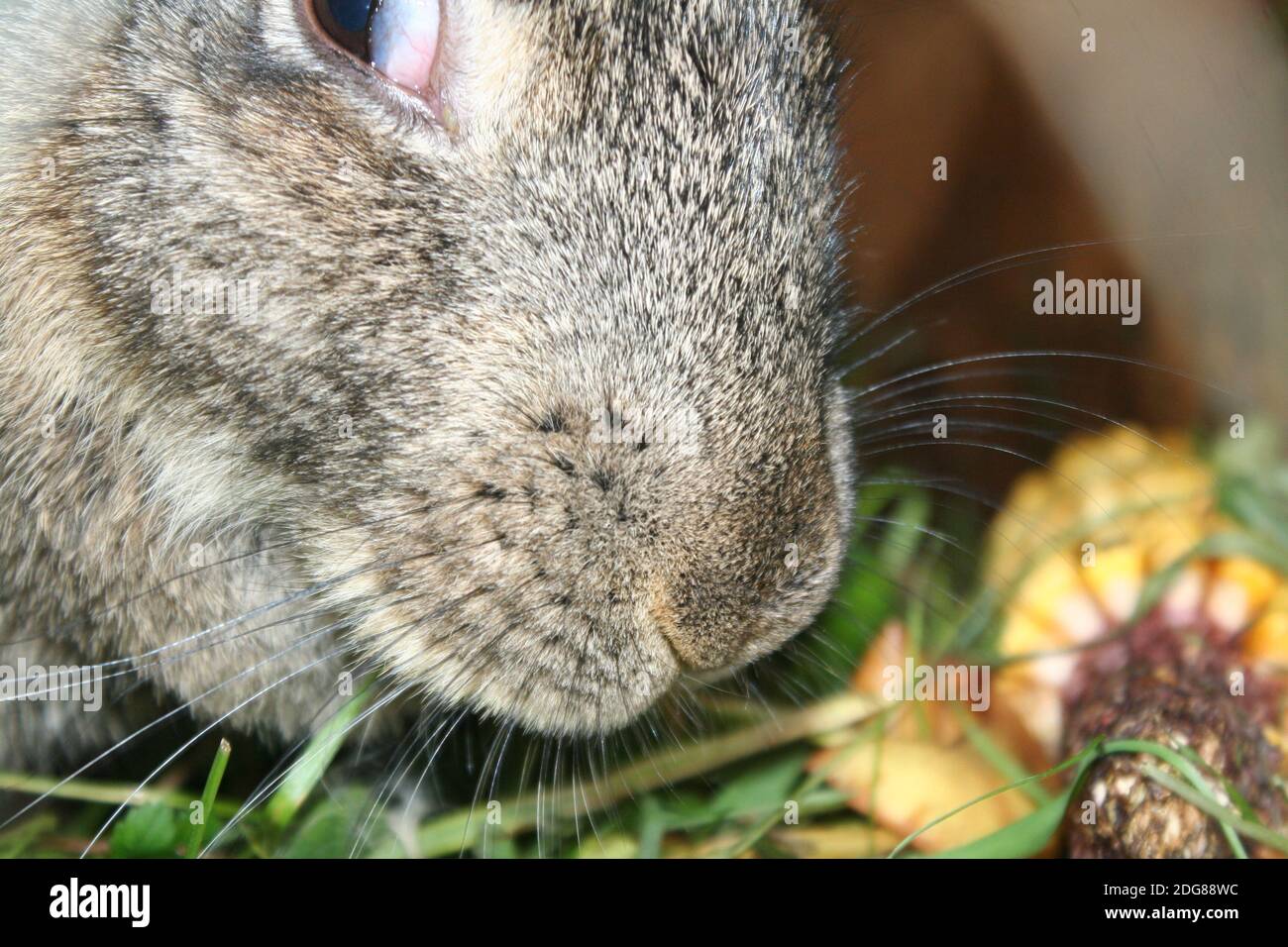 Rabit ears hi-res stock photography and images - Alamy