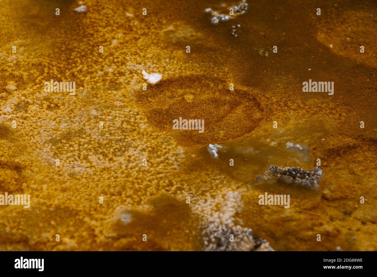 In the runoff area of tortoise shell spring a buffalo hoof print in the ...