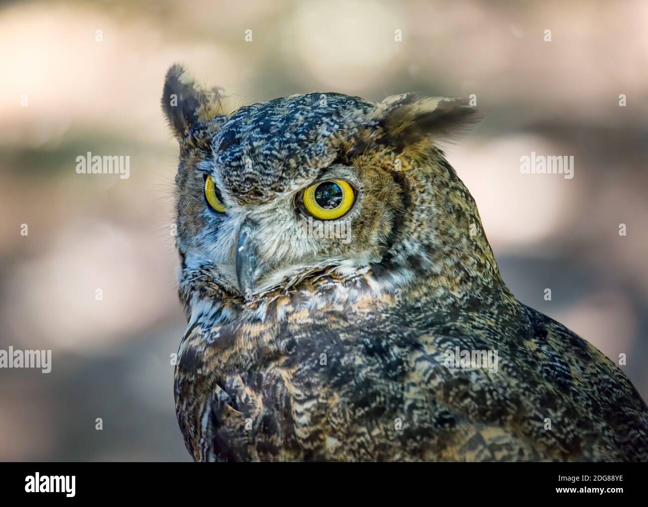 Wise nature hi-res stock photography and images - Alamy