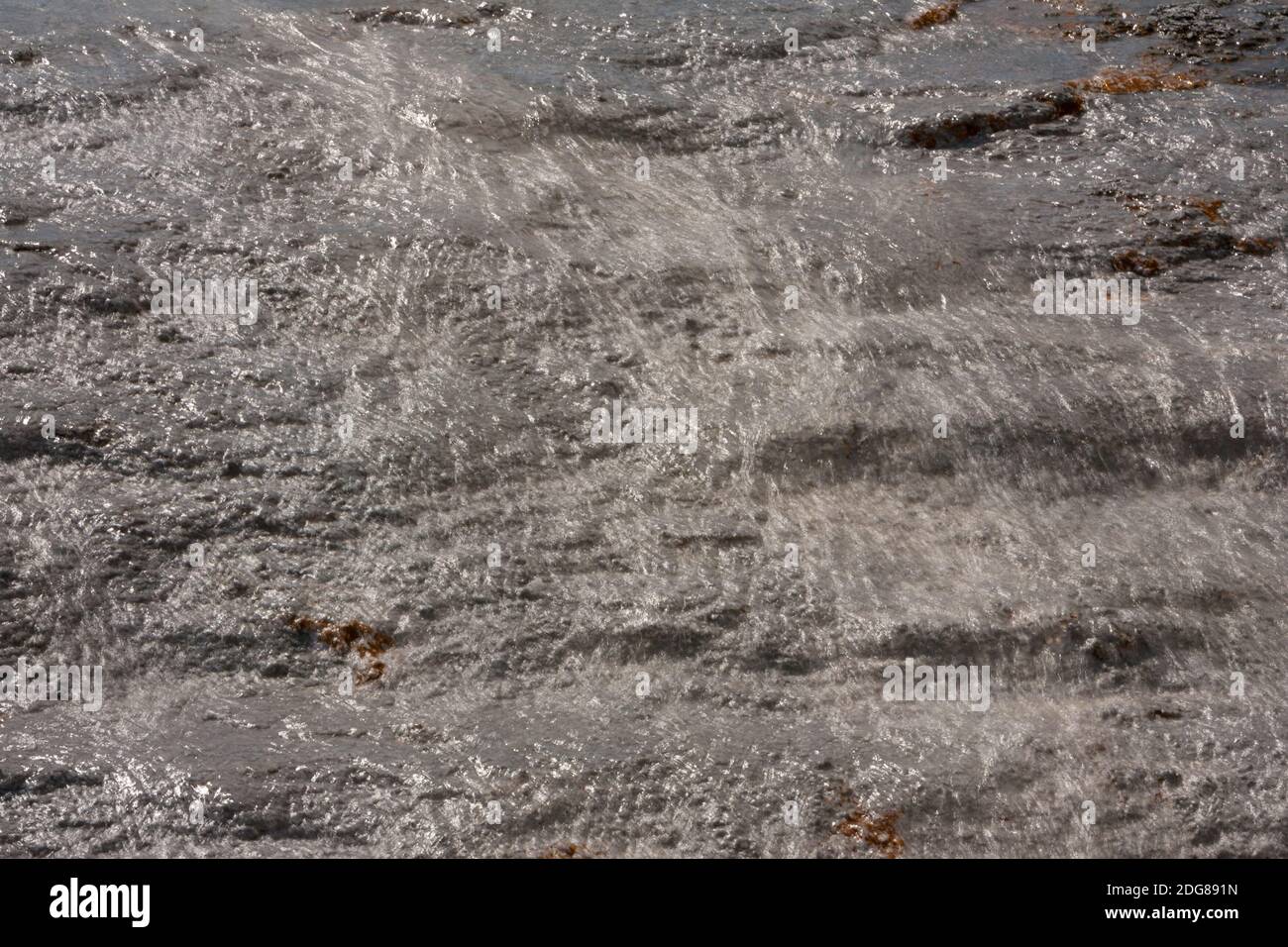 Synechococcus cyanobacteria hi-res stock photography and images - Alamy