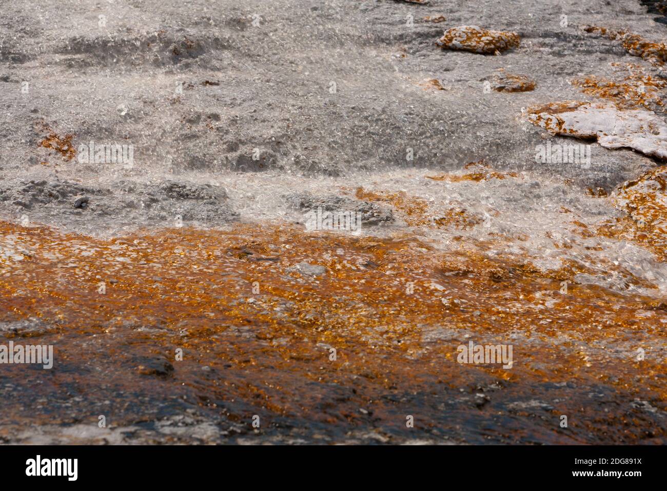 Water runoff from Link Geyser supports many cyanobacteria, types are ...