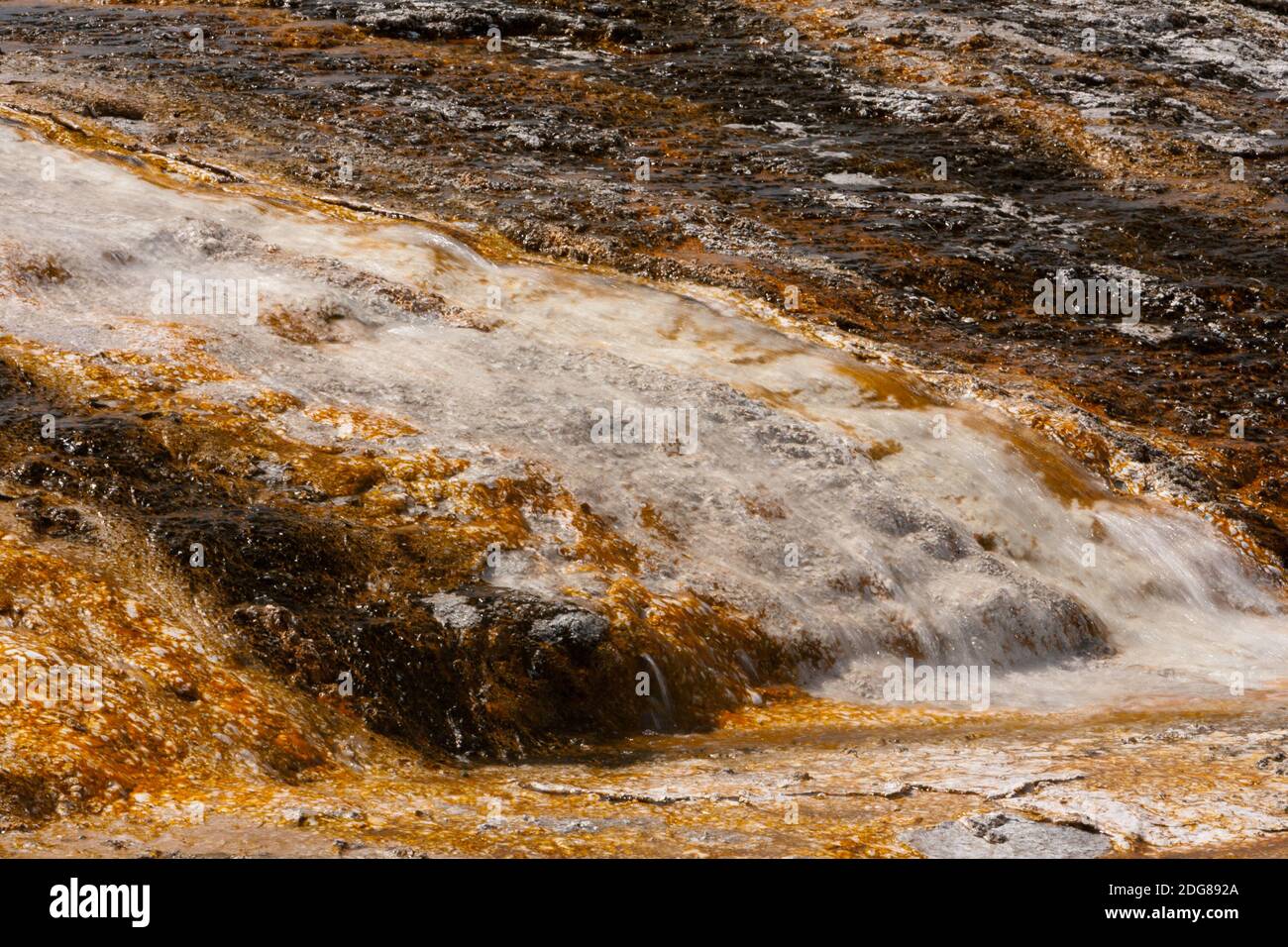 Water runoff from Link Geyser supports many cyanobacteria, types are ...