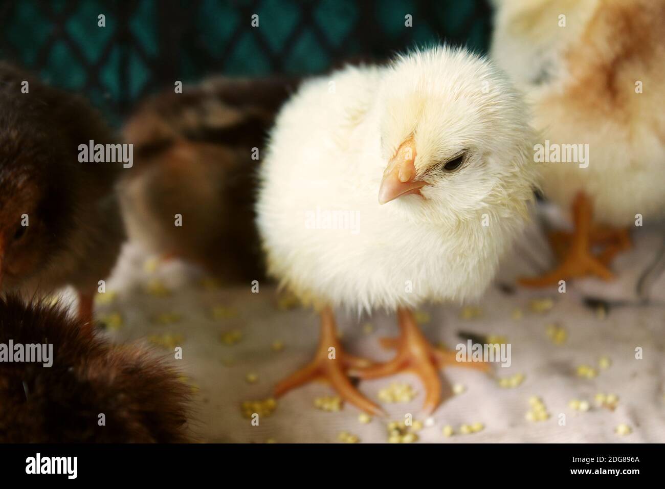 A little chicken Stock Photo - Alamy