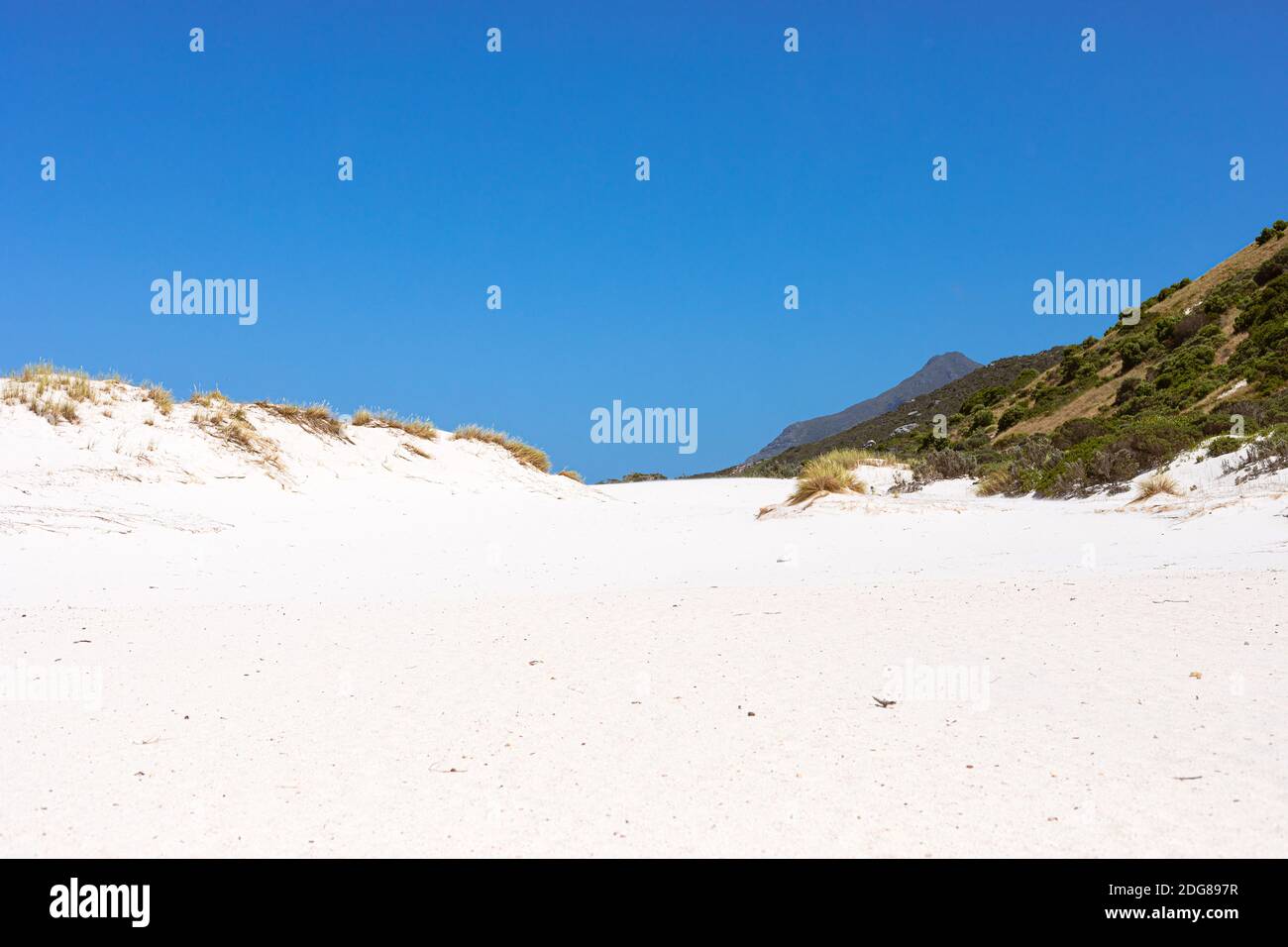 Coastal sand dune landscape with Fynbos and wild grasses of Fish Hoek ...
