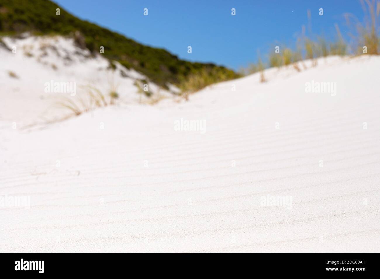 Coastal sand dune landscape with Fynbos and wild grasses of Fish Hoek ...