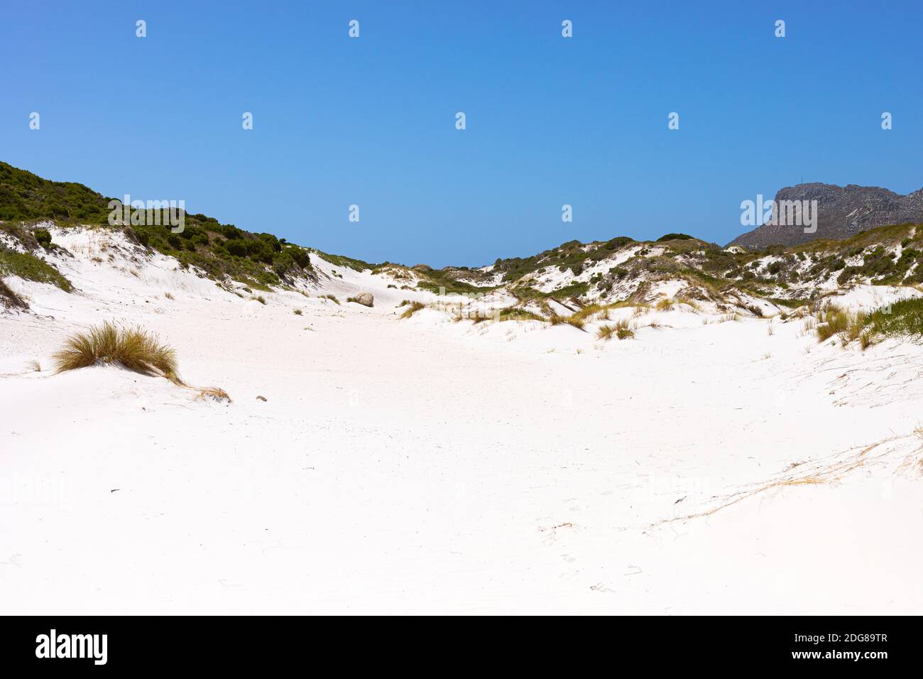 Coastal sand dune landscape with Fynbos and wild grasses of Fish Hoek ...