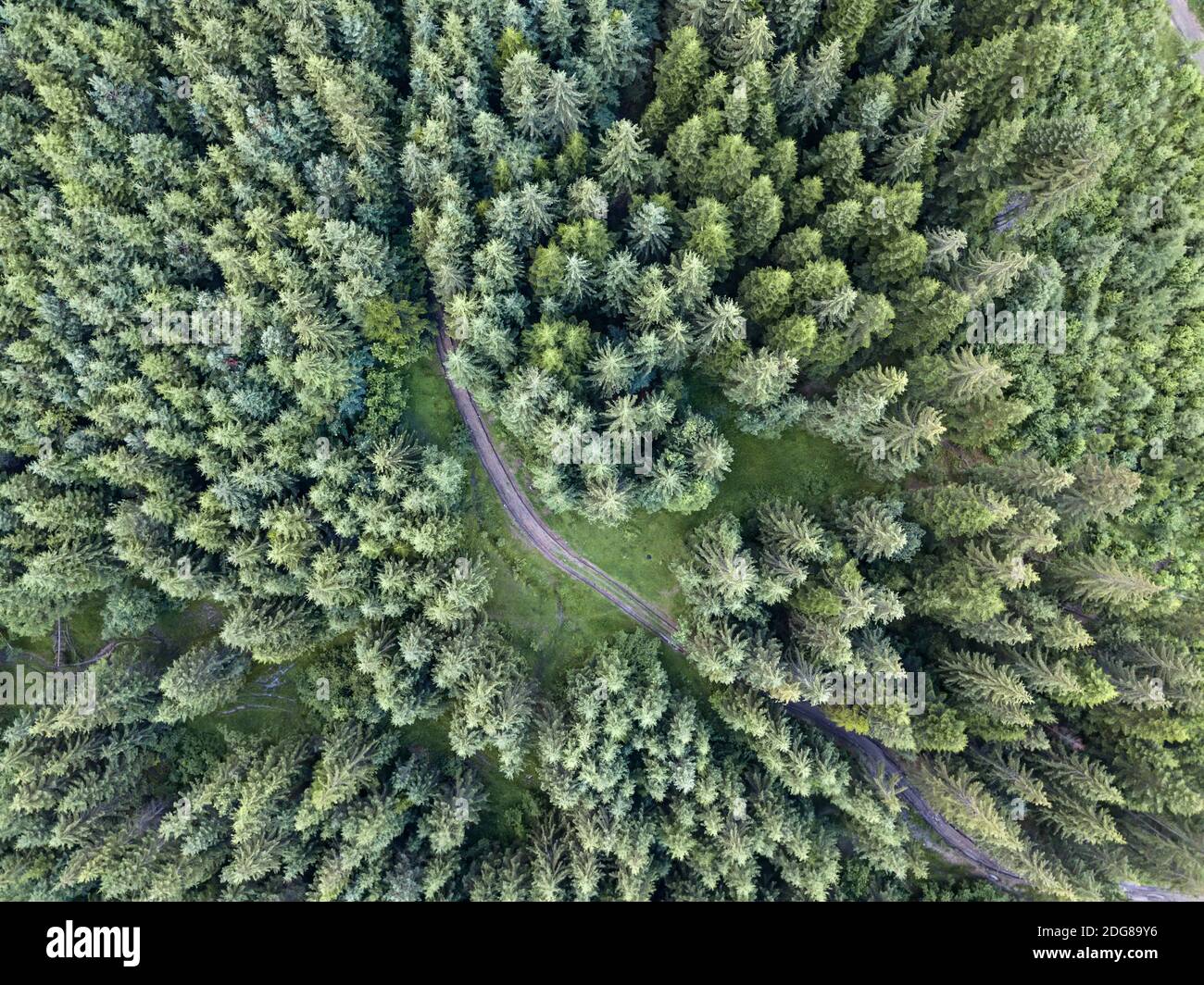 Beautiful forest shot hi-res stock photography and images - Alamy