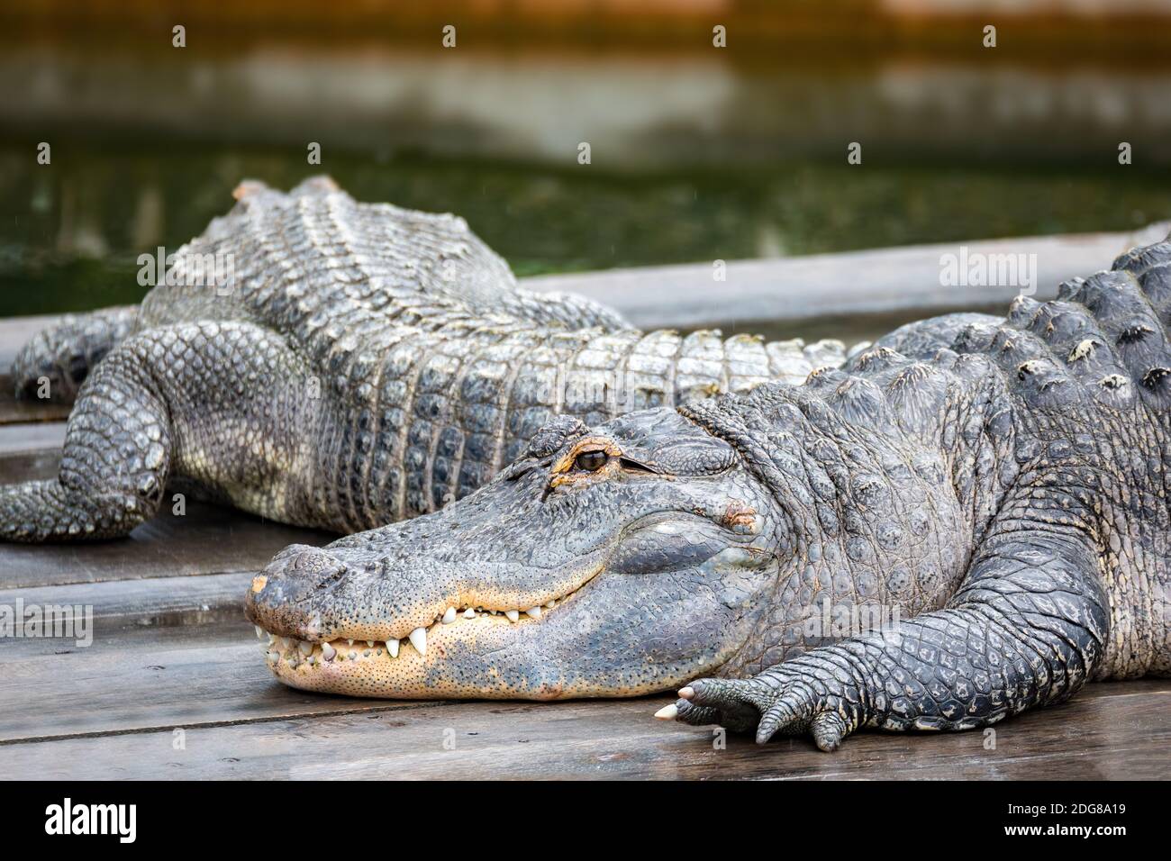 Large menacing danger reptile, big American alligator (Alligator ...