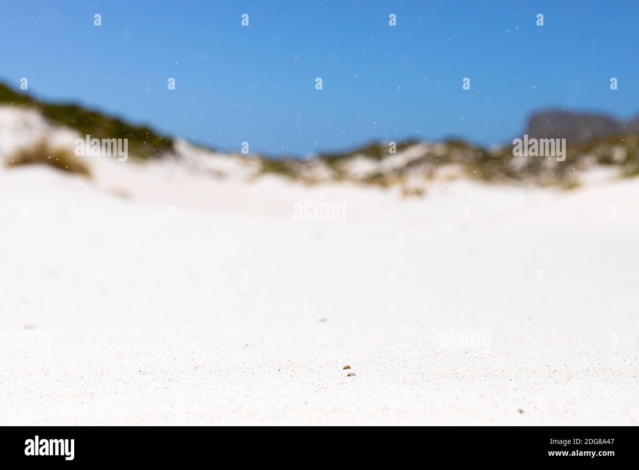 Coastal sand dune landscape with Fynbos and wild grasses of Fish Hoek ...