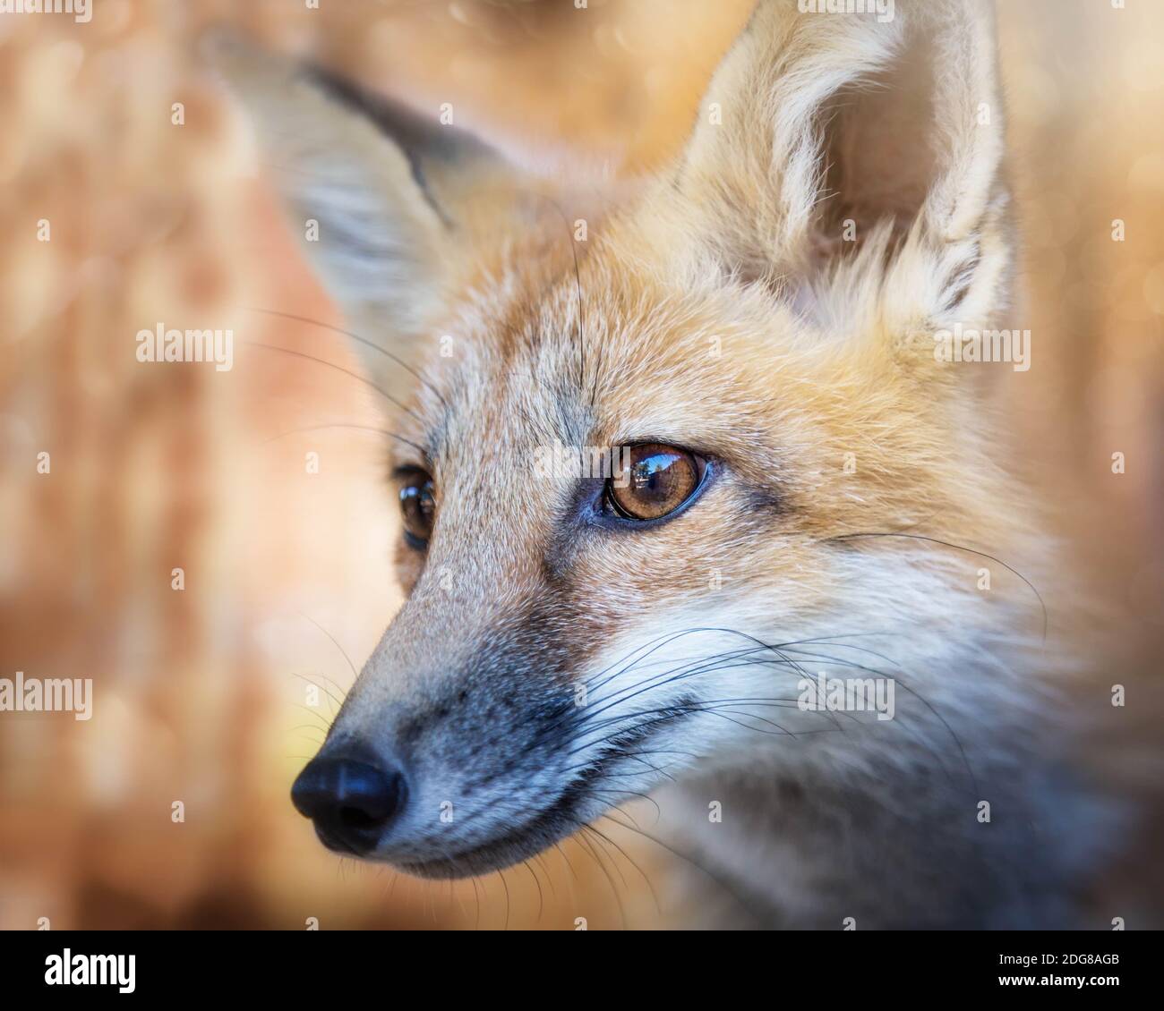 Kit Fox Portrait Stock Photo - Alamy
