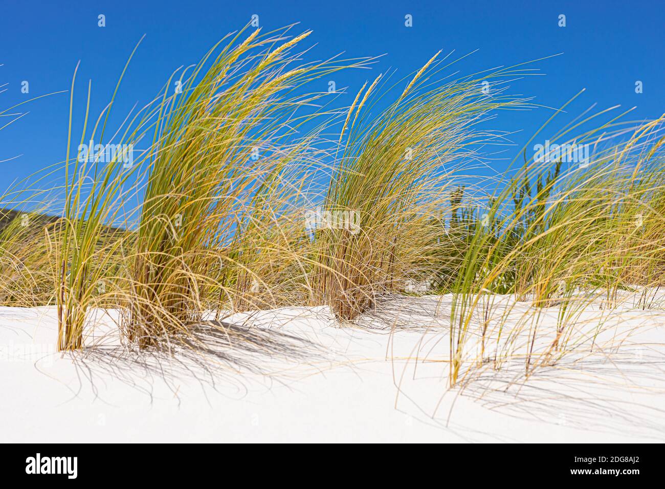 Coastal sand dune landscape with Fynbos and wild grasses of Fish Hoek ...