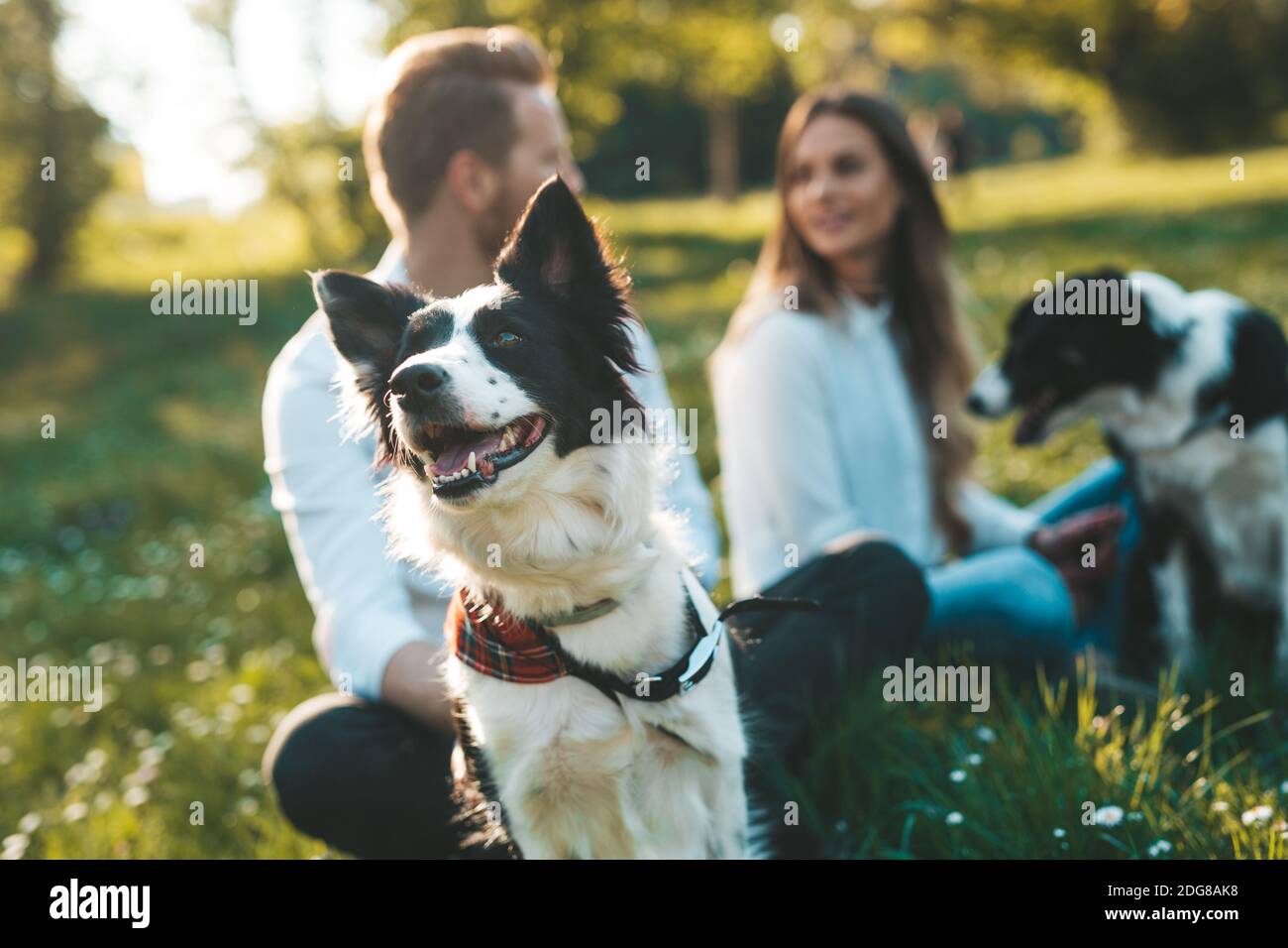 Happy dogs playing together hi-res stock photography and images - Alamy