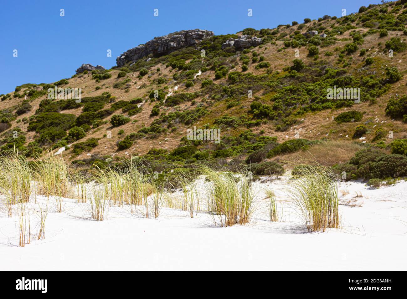 Coastal sand dune landscape with Fynbos and wild grasses of Fish Hoek ...