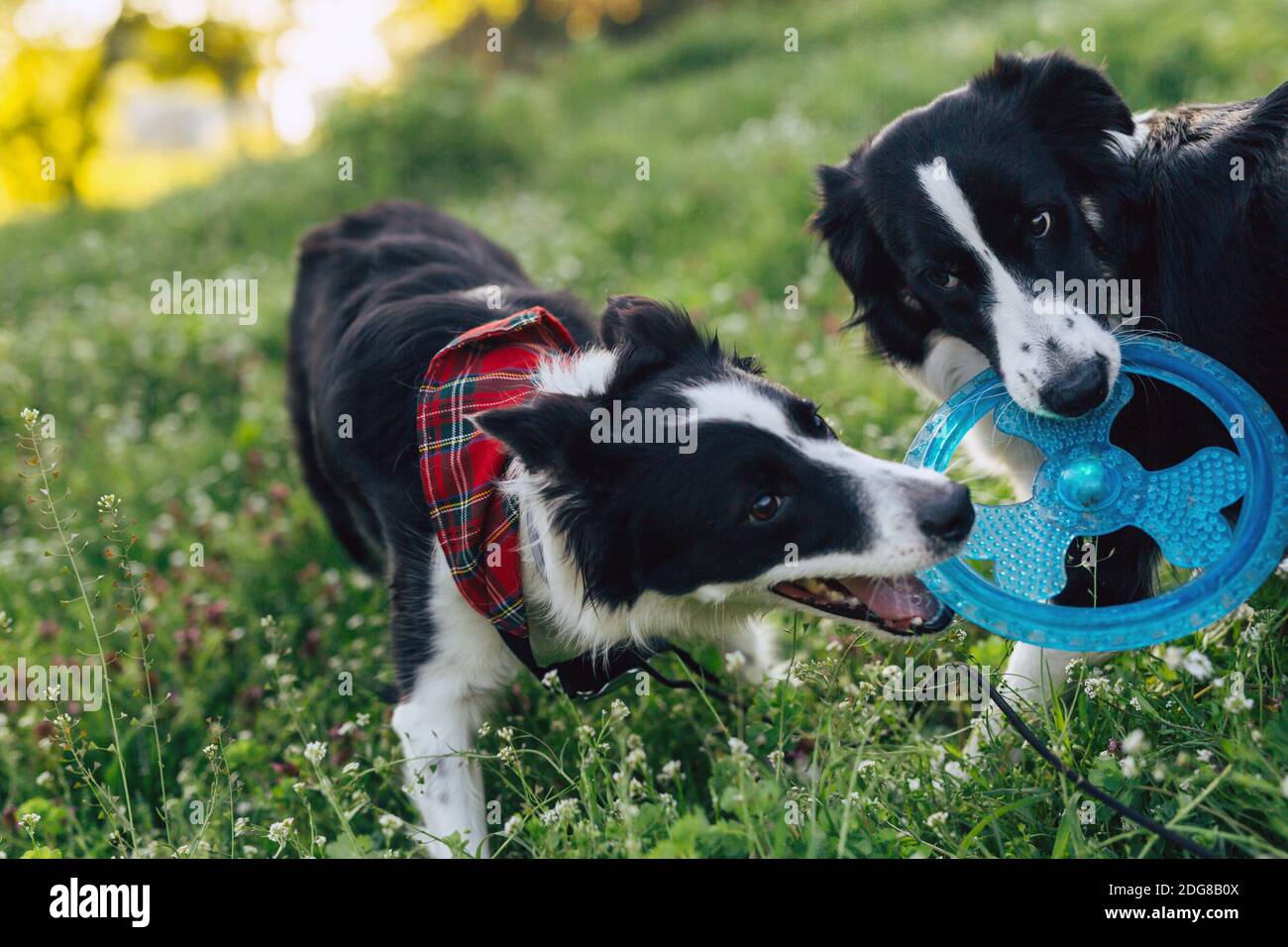 two dogs playing with a toy together in nature Stock Photo - Alamy