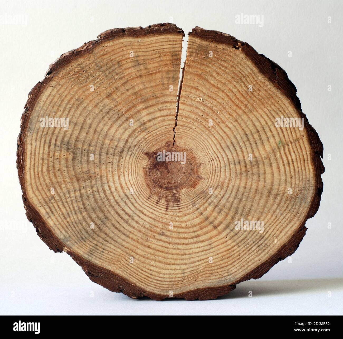 Circles of wooden log hi-res stock photography and images - Alamy