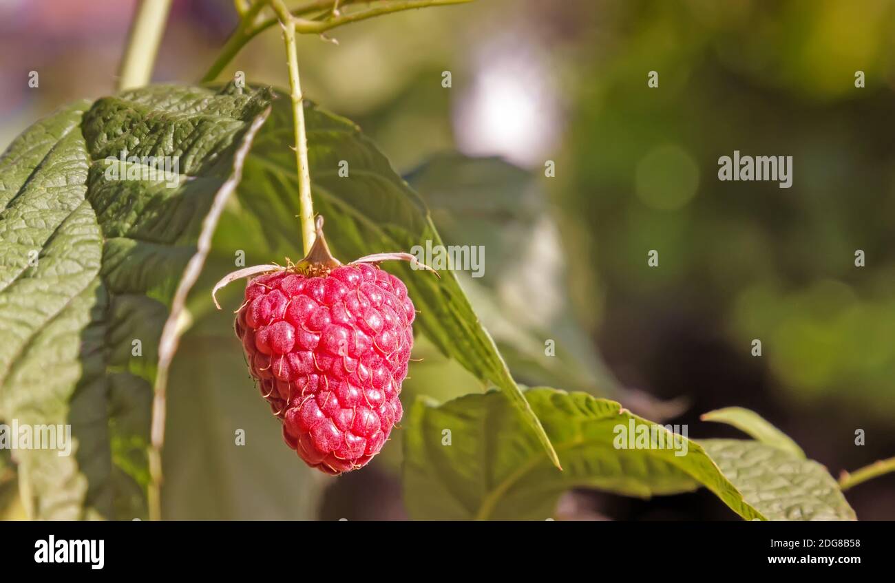 Raspberries in the garden on the branches of a Bush Stock Photo - Alamy