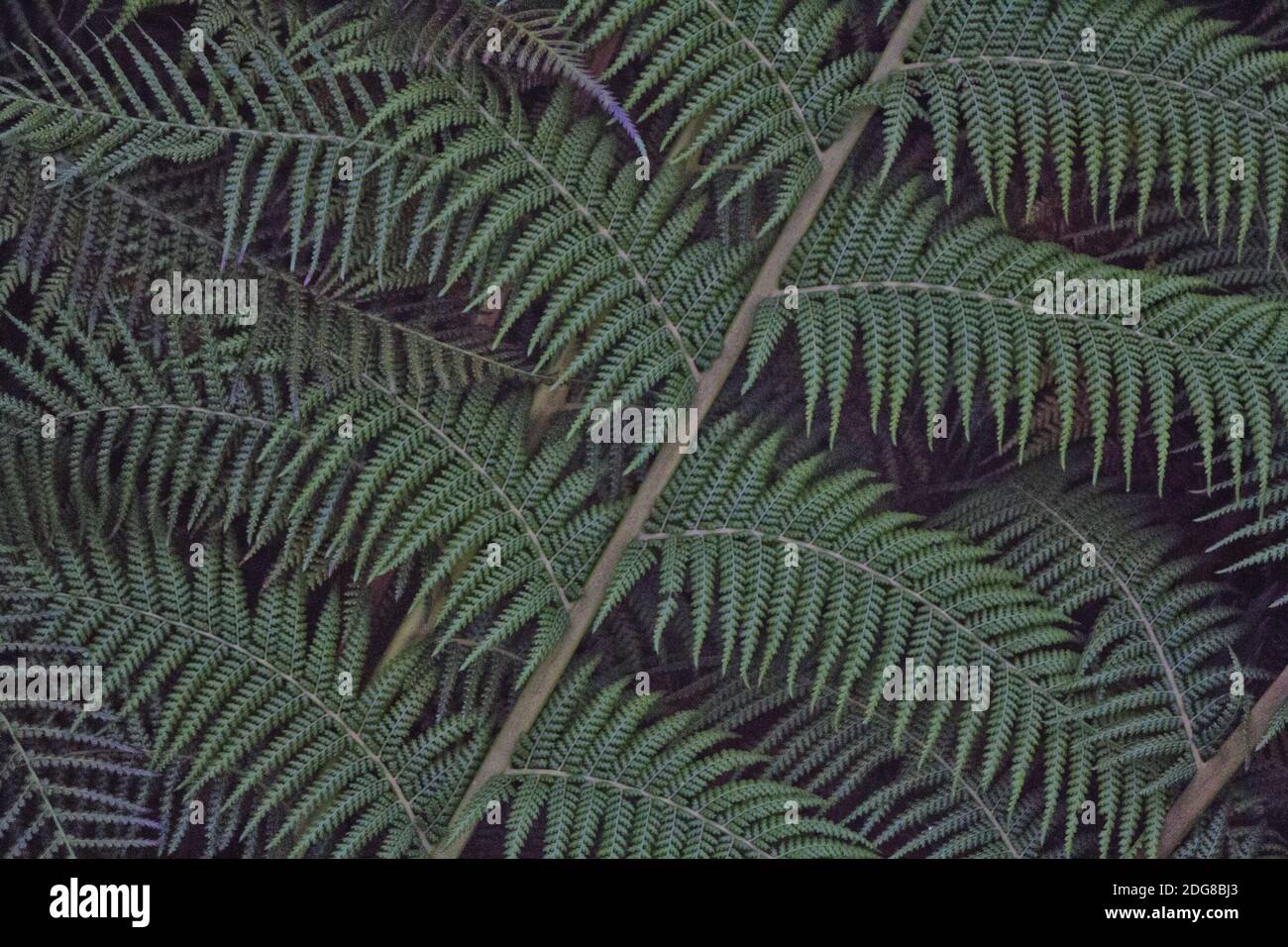 Green fern leaves texture Stock Photo - Alamy