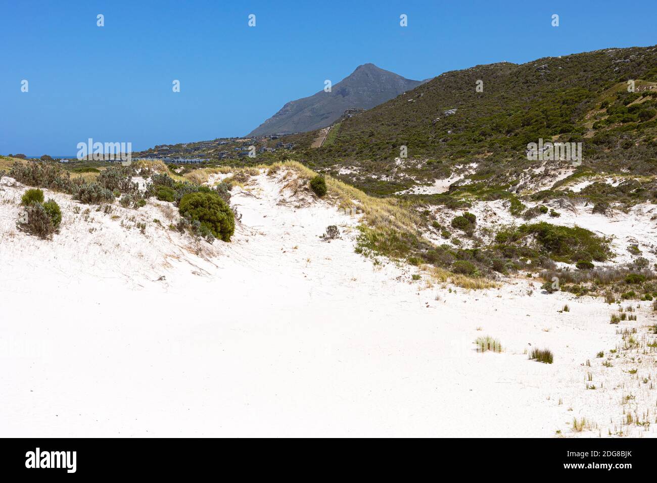 Coastal sand dune landscape with Fynbos and wild grasses of Fish Hoek ...
