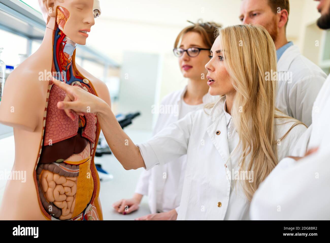 Student of medicine examining model of human body Stock Photo - Alamy
