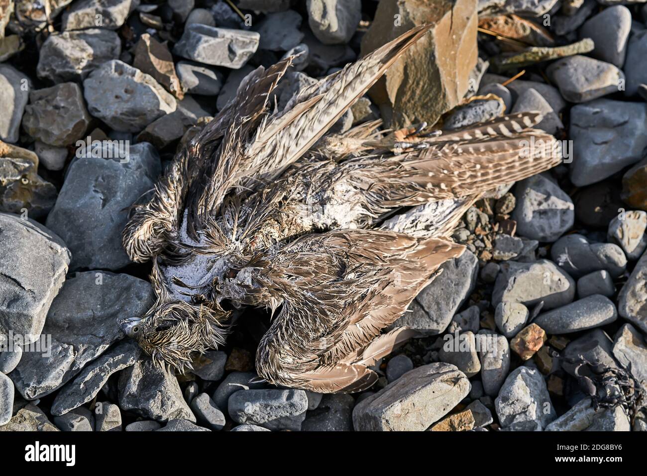 Dead body shape hi-res stock photography and images - Alamy