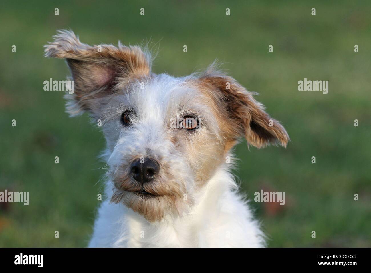 Jack Russell Terrier, wire-haired Stock Photo - Alamy
