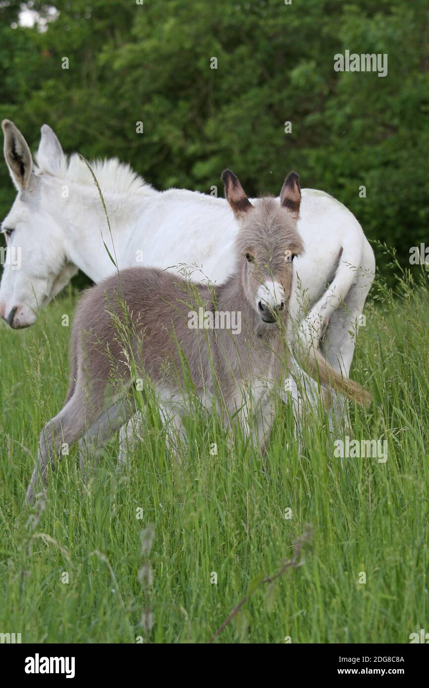 Donkey and foal hi-res stock photography and images - Alamy