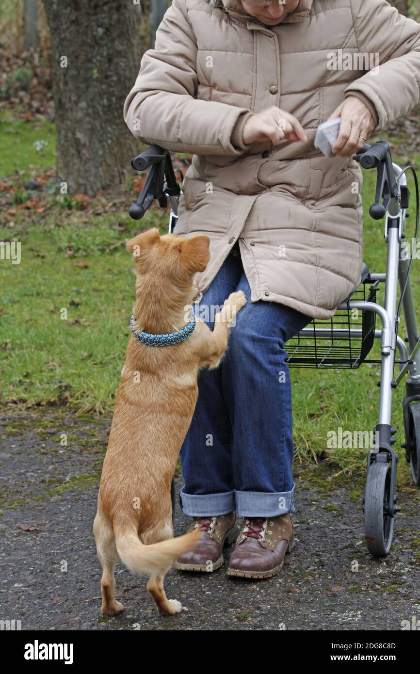 Podenco maneto hi-res stock photography and images - Alamy