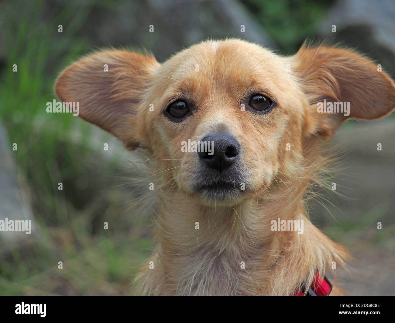 Podenco maneto hi-res stock photography and images - Alamy