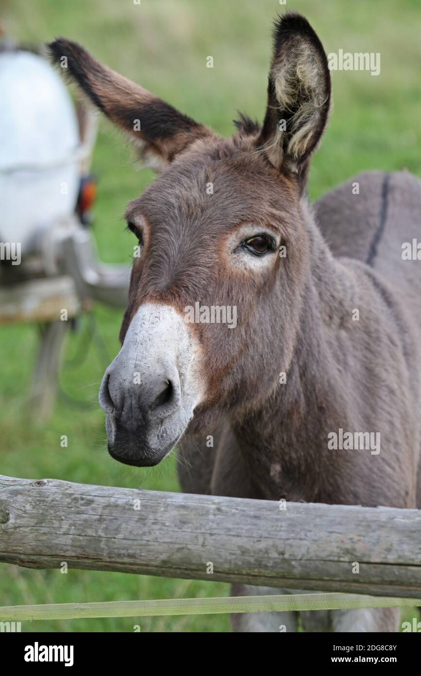 Farm with donkey hi-res stock photography and images - Alamy