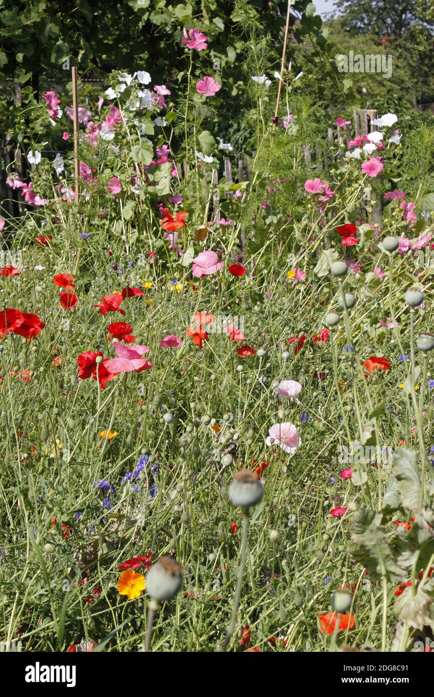 Flowers wildflowers hi-res stock photography and images - Alamy