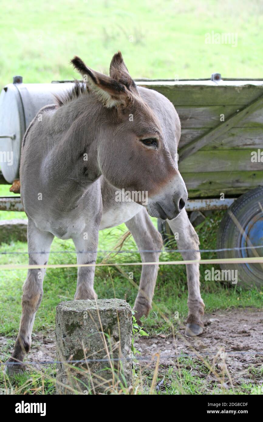 Farm with donkey hi-res stock photography and images - Alamy